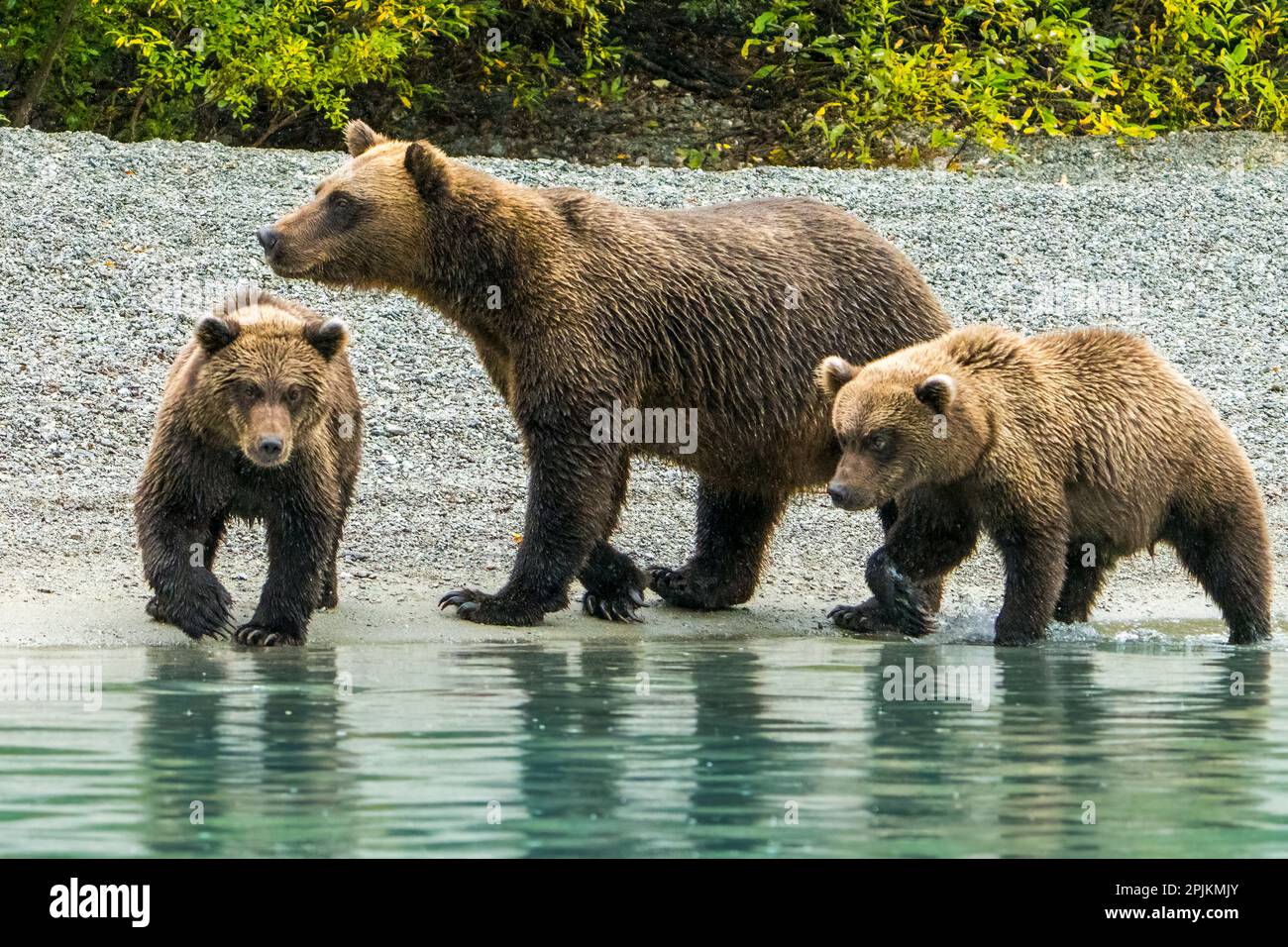 Alaska, Lake Clark. Mom and two cubs walking along the shoreline Stock ...