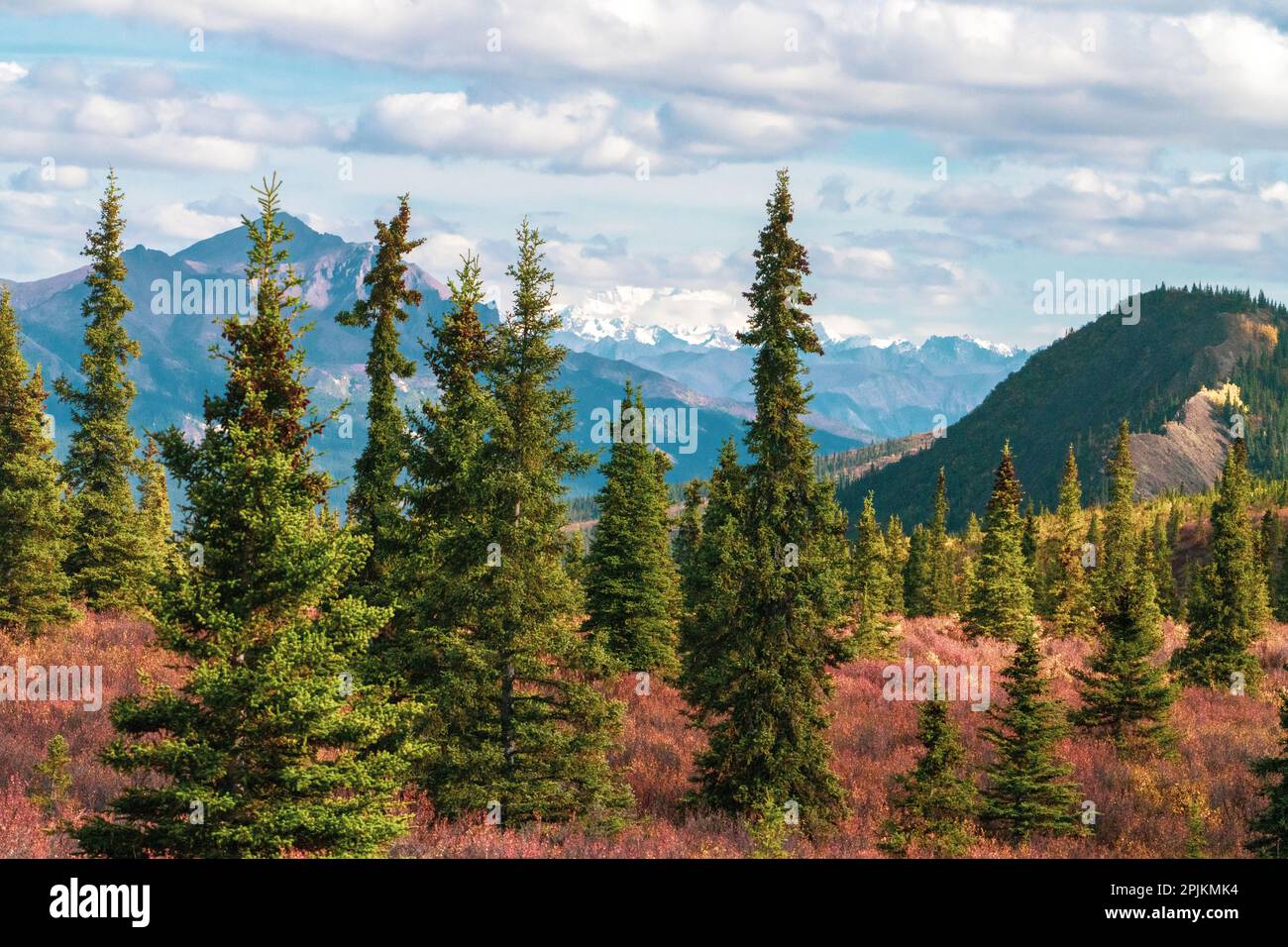 Alaska, Denali National Park. Fall landscape with pine trees and ...