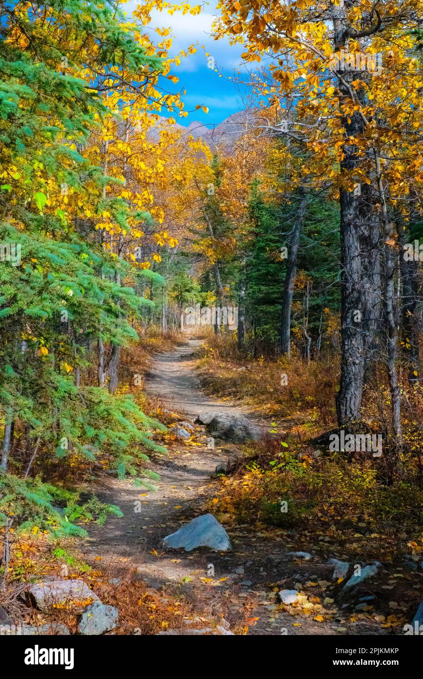 Alaska, Denali National Park. A hiking trail through fall foliage Stock ...