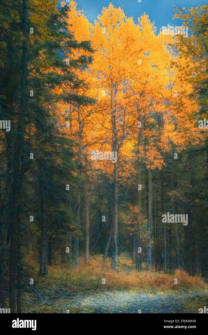 Alaska, Denali National Park. Fall landscape highlighting orange aspen ...