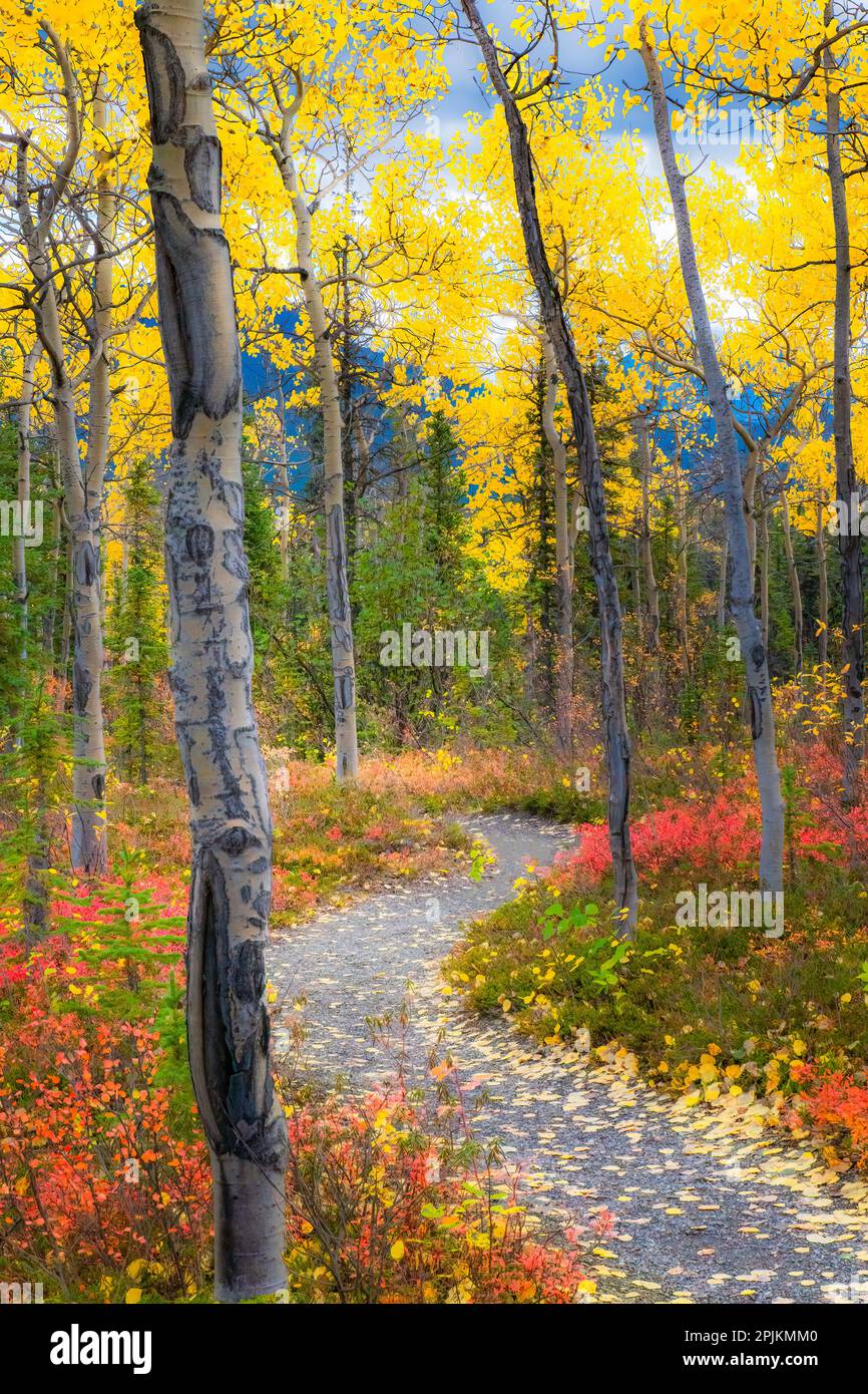 Alaska, Denali National Park. A hiking trail through fall foliage Stock ...