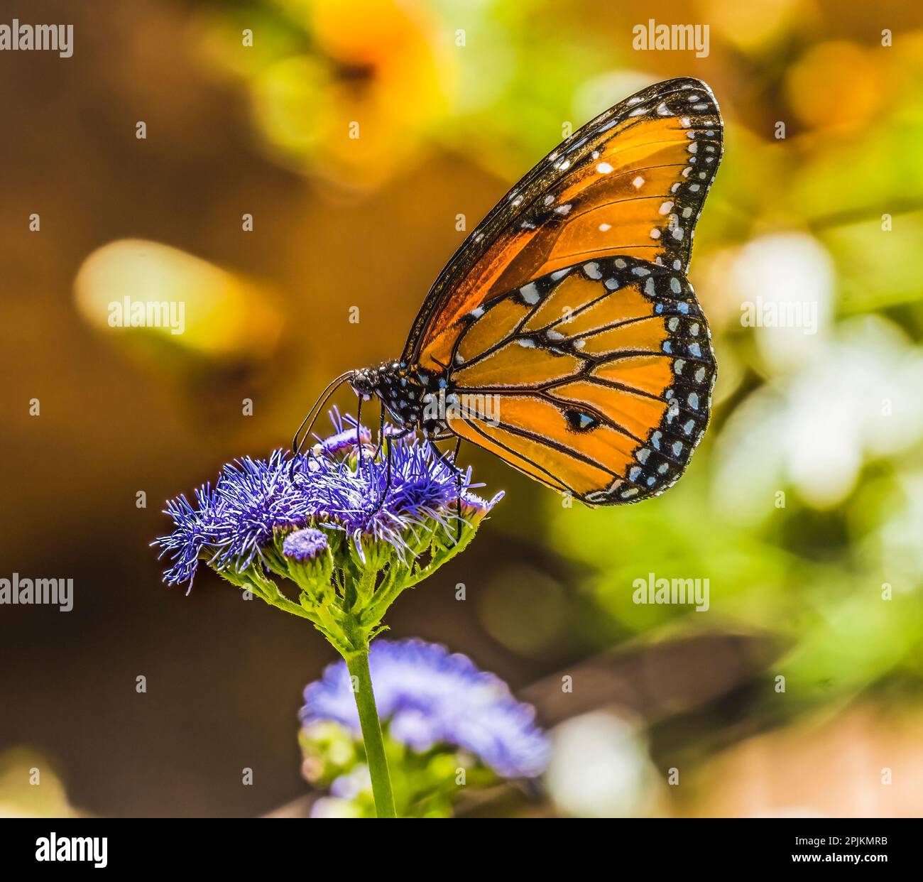 Blue weed hi-res stock photography and images - Alamy