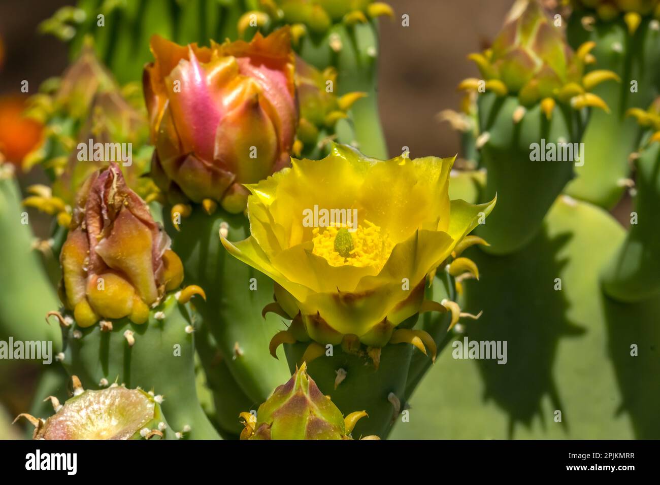 Plains prickly pear cactus blooming, Desert Botanical Garden, Phoenix ...