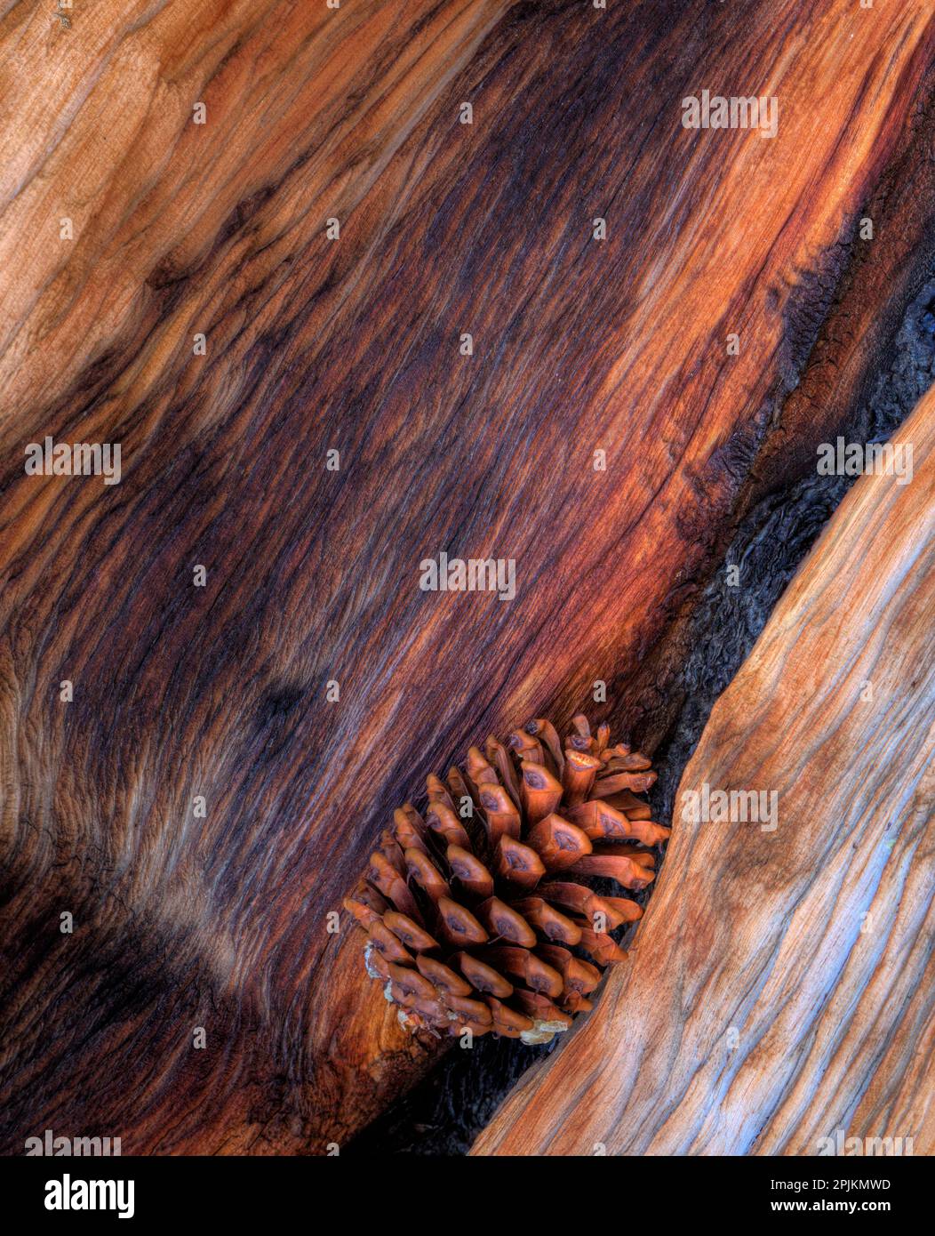 Bristlecone cone hi-res stock photography and images - Alamy