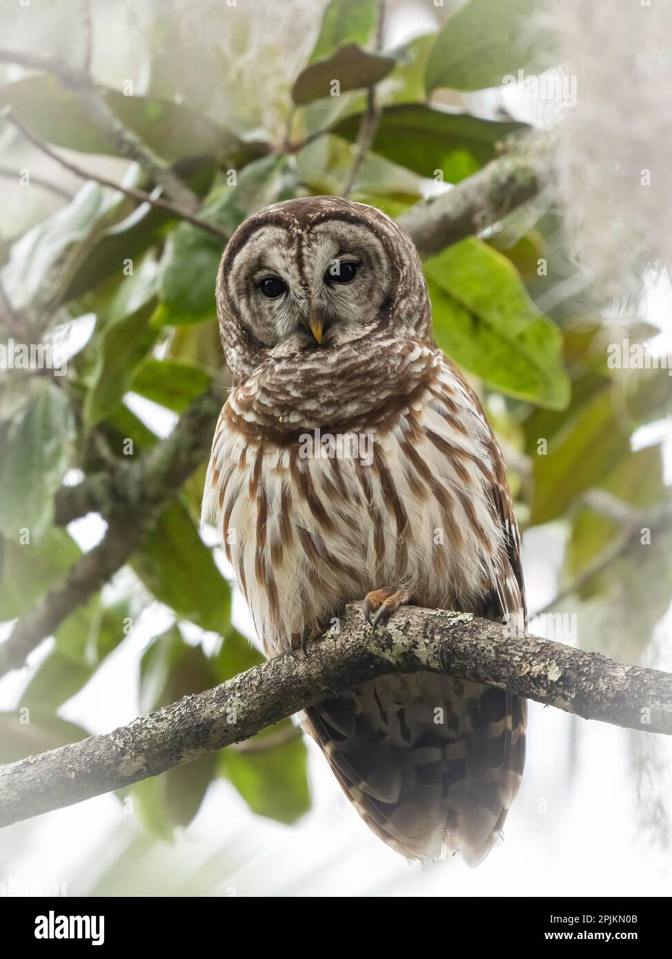 Barred owl, aka hoot owl in tree, Florida, USA Stock Photo - Alamy