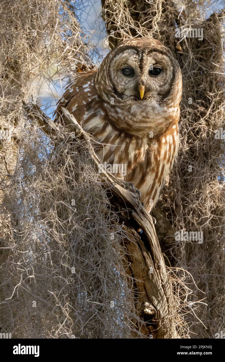 Barred owl, aka hoot owl in tree, Florida, USA Stock Photo - Alamy