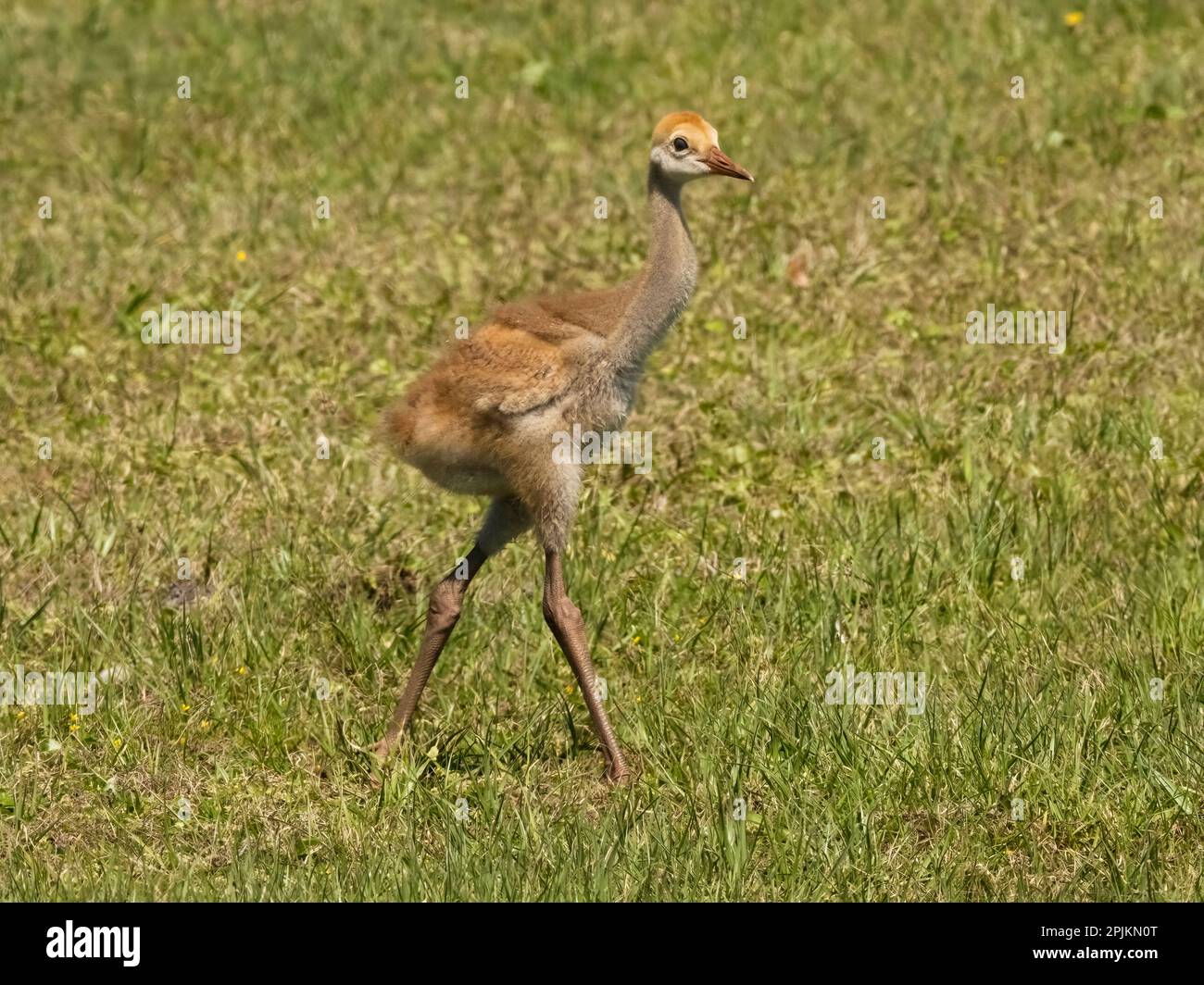 Florida sandhill crane colt, Florida, USA Stock Photo - Alamy