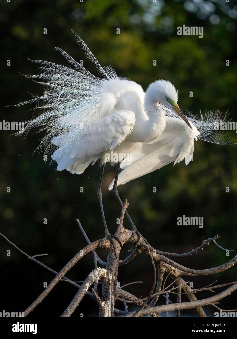 Florida great egret hi-res stock photography and images - Alamy