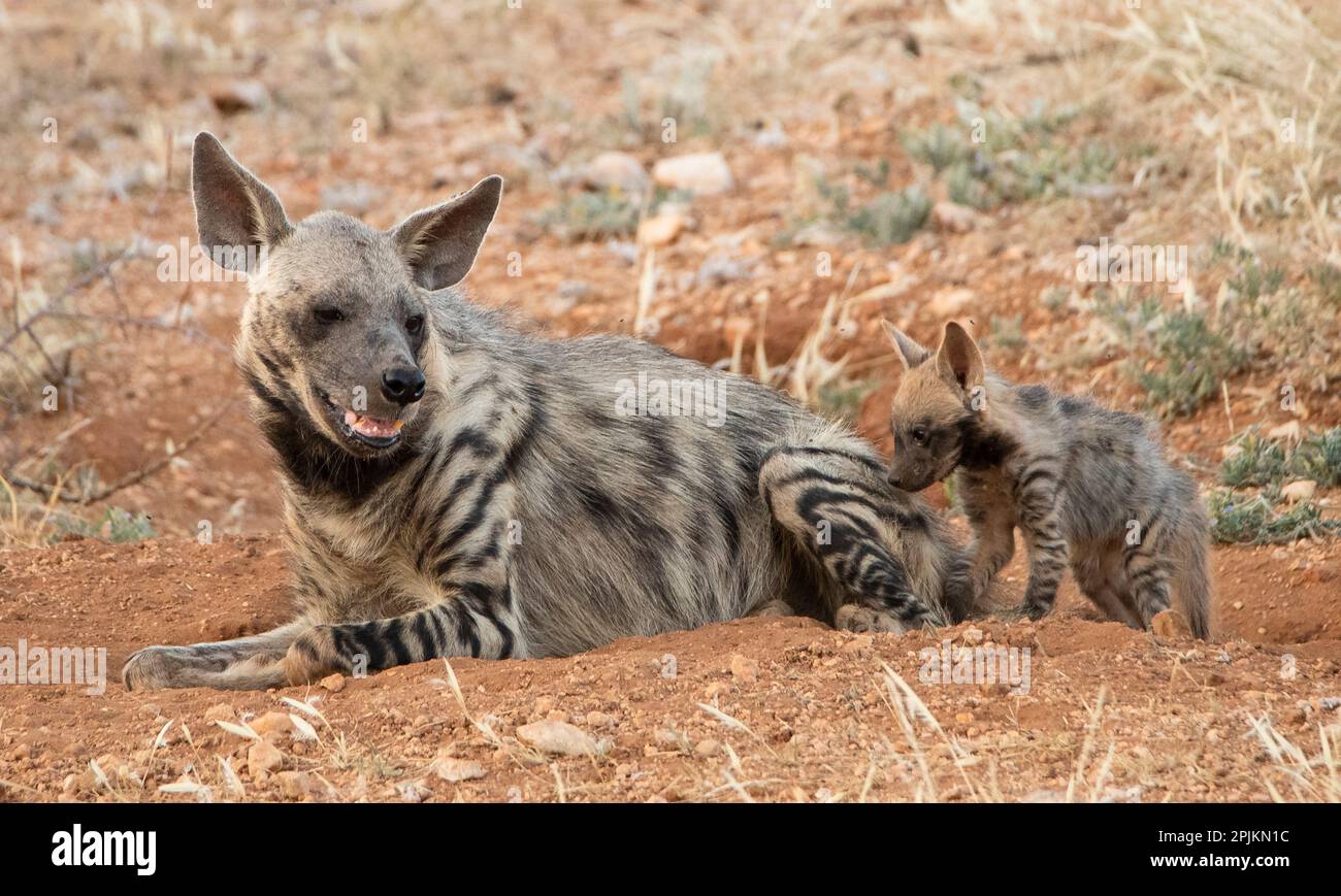 Striped hyena adult with pup, Kenya, Africa Stock Photo - Alamy