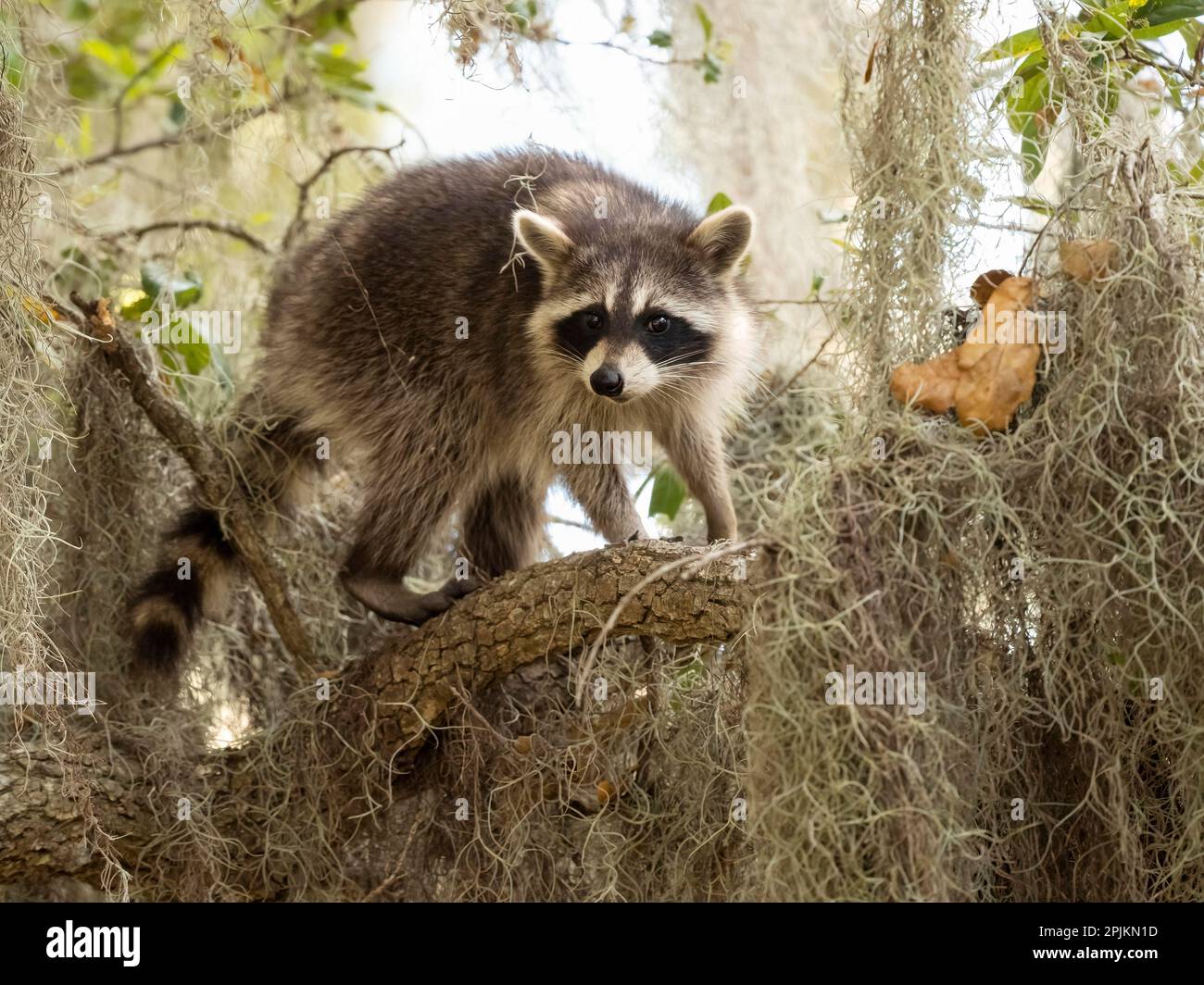 Raccoon (procyon lotor) florida, usa hi-res stock photography and ...