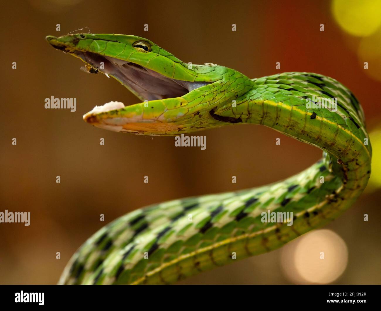 Asian snake hi-res stock photography and images - Alamy
