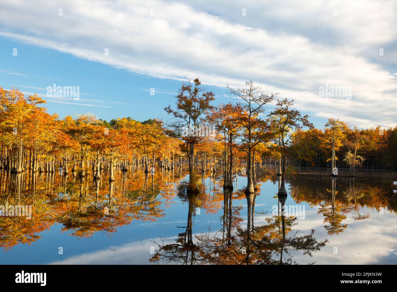 USA, Georgia, Twin City. Cypress trees in morning light in the fall ...