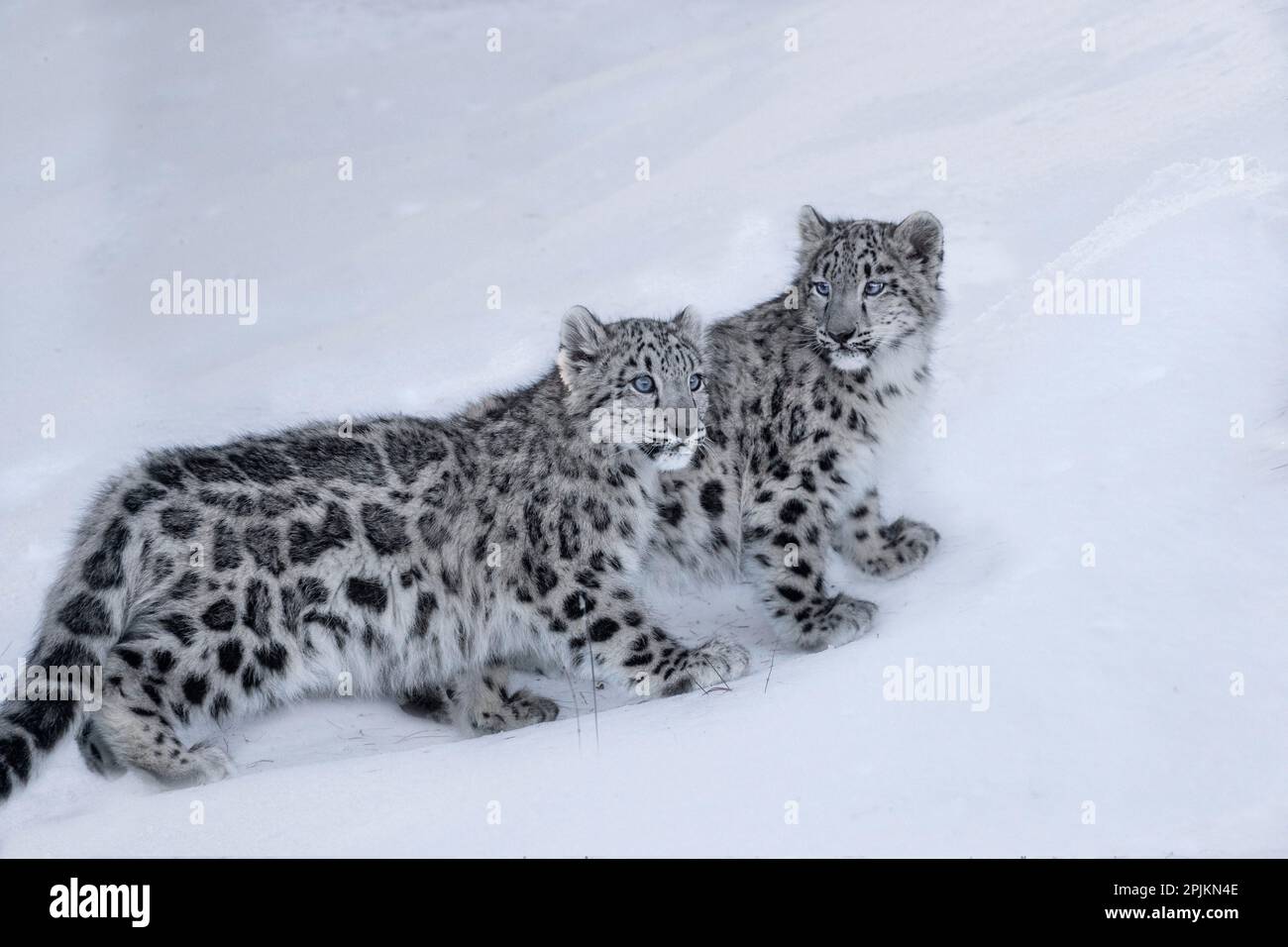 Snow leopards hi-res stock photography and images - Alamy