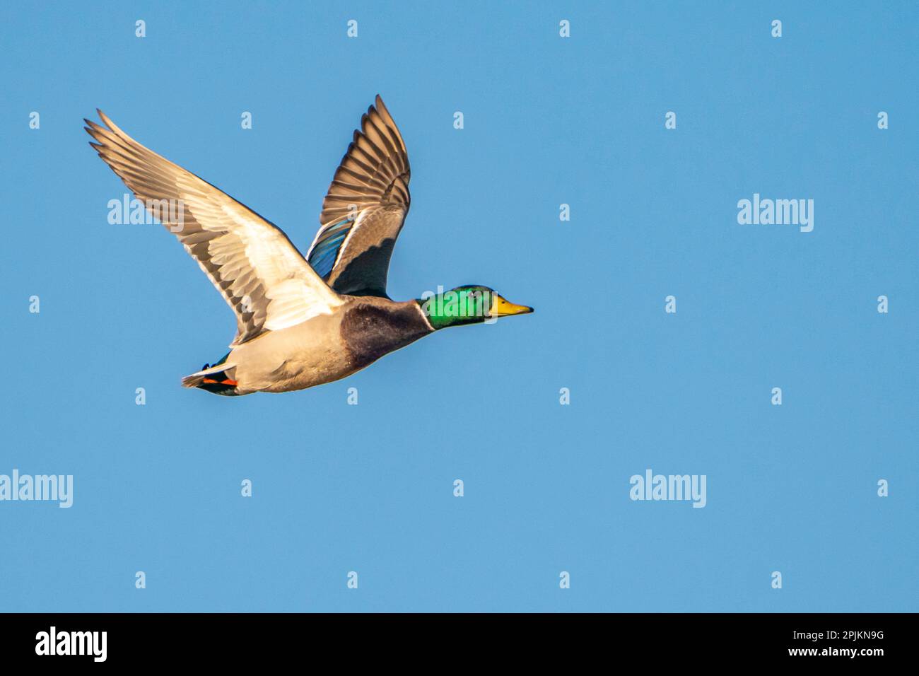 USA, New Mexico, Bosque Del Apache National Wildlife Refuge. Mallard ...