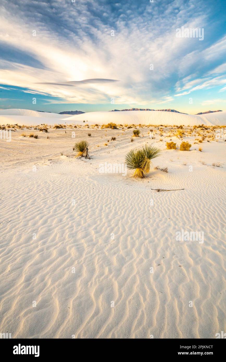 USA, New Mexico, White Sands National Monument. Yucca in white sand ...