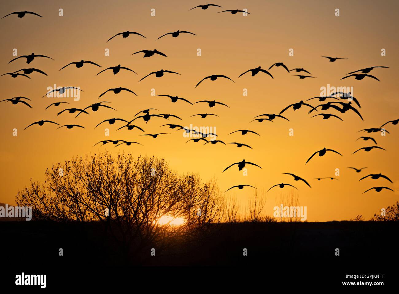 USA, New Mexico, Bosque Del Apache National Wildlife Refuge. Birds in ...