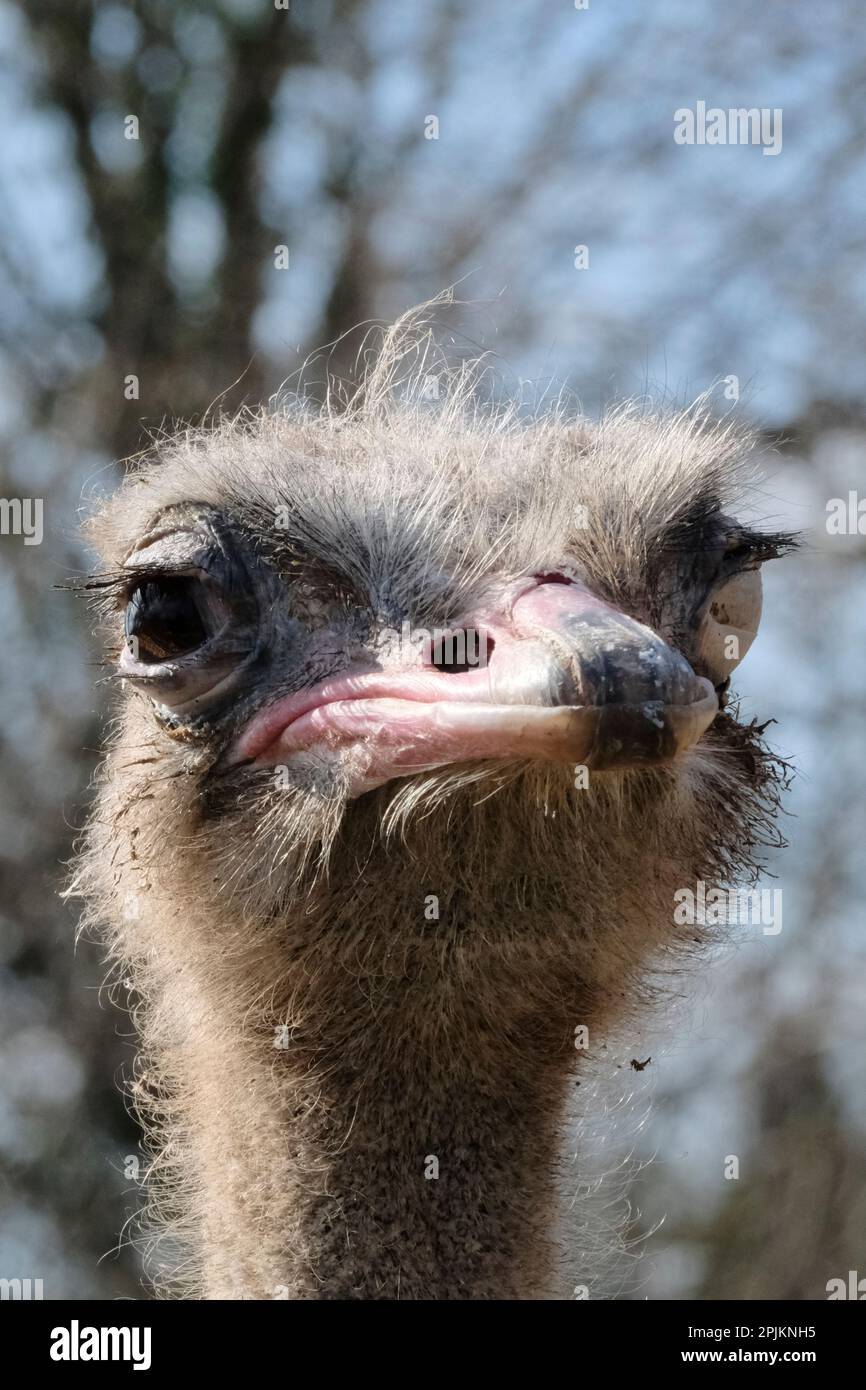 Wild Place Project, Bristol, UK. 3rd April 2023. Drummer the Ostrich is ...