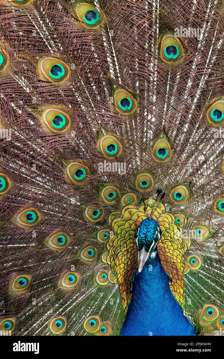 USA, Oregon, Tillamook. Peacock displaying tail feathers Stock Photo ...