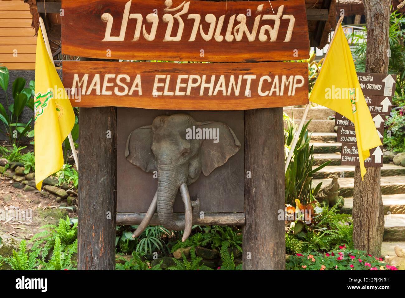 Maesa Elephant Camp, Chiang Mai, Thailand. (Editorial Use Only Stock ...