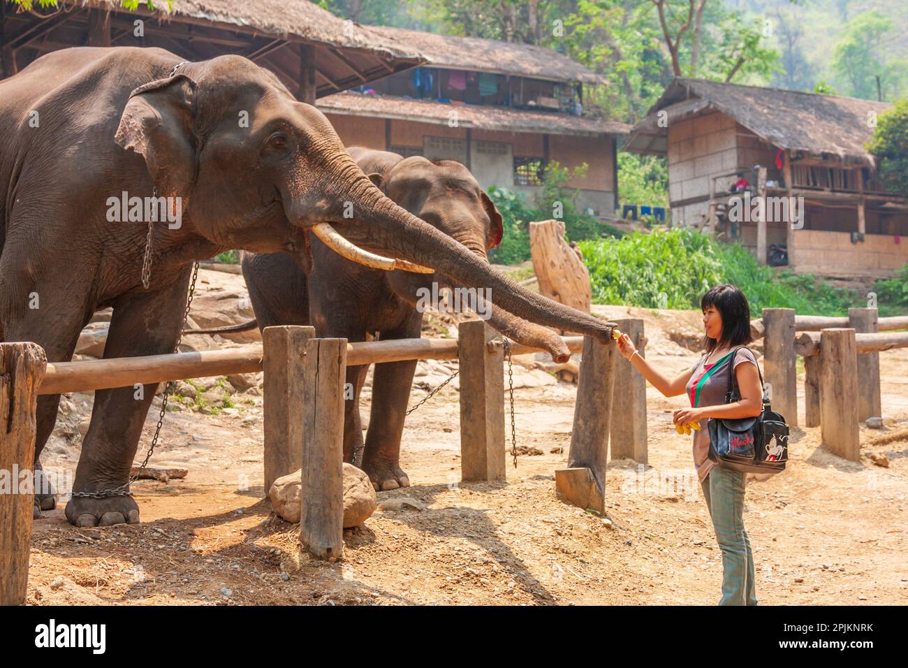 Maesa Elephant Camp, Chiang Mai, Thailand. A woman feeds an elephant ...