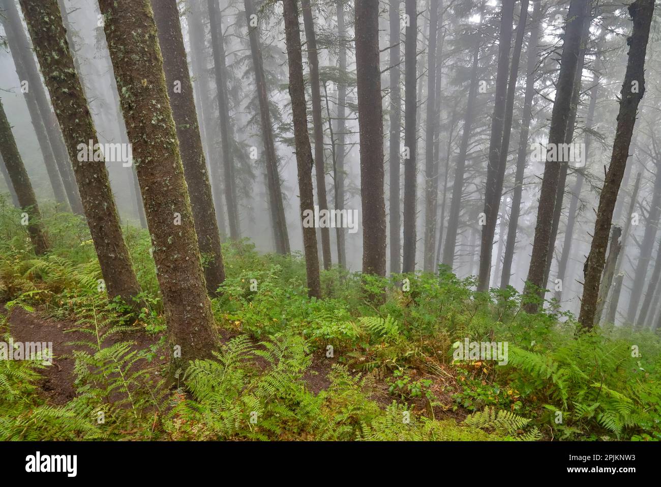 USA, Oregon. Lookout State Park with fog amongst Sitka spruce forest ...