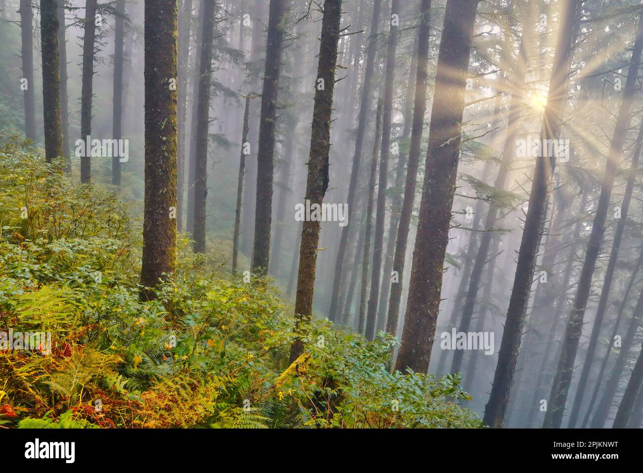 USA, Oregon. Lookout State Park with fog and sun breaking through ...
