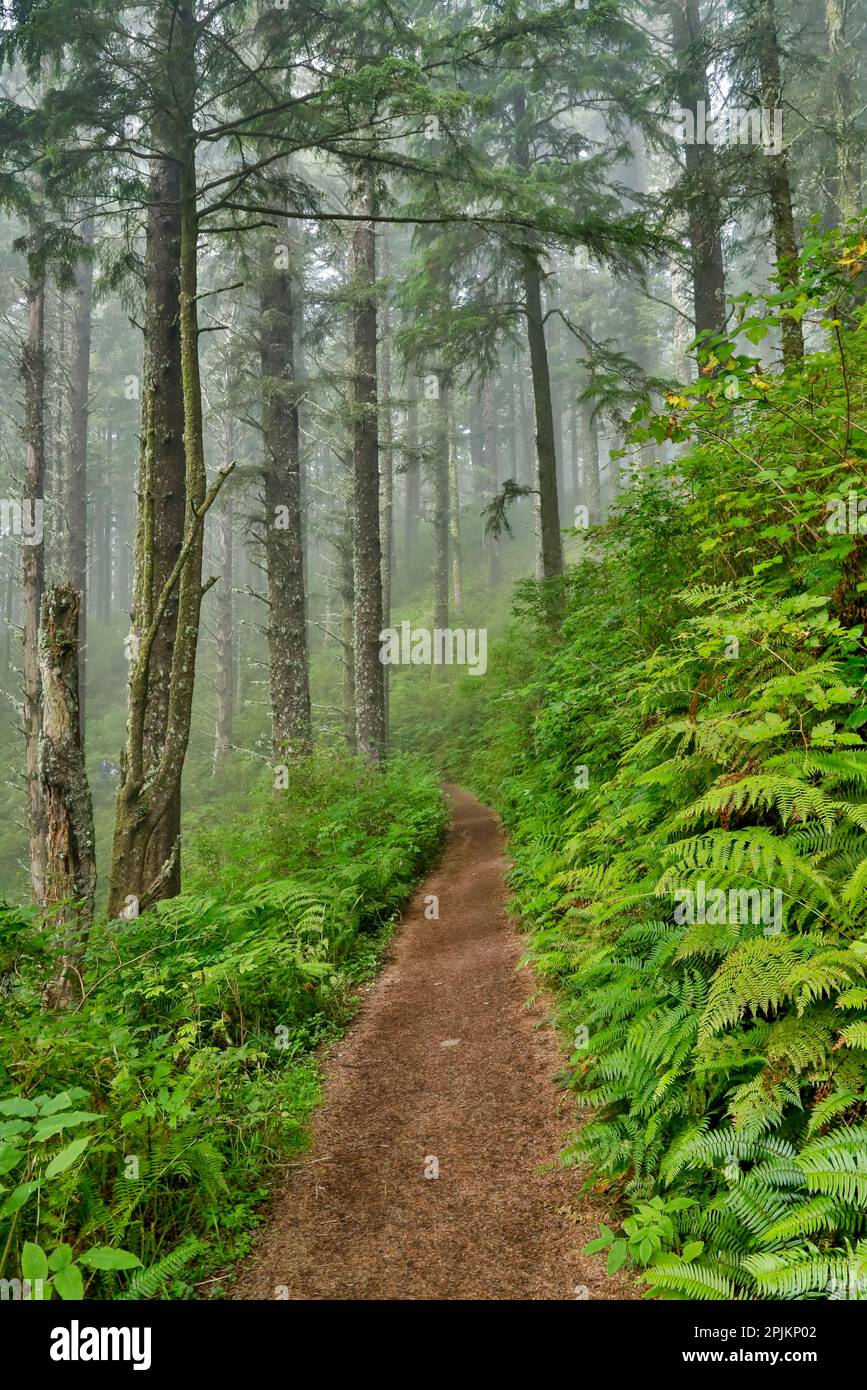 USA, Oregon. Lookout State Park trail with fog amongst Sitka spruce ...