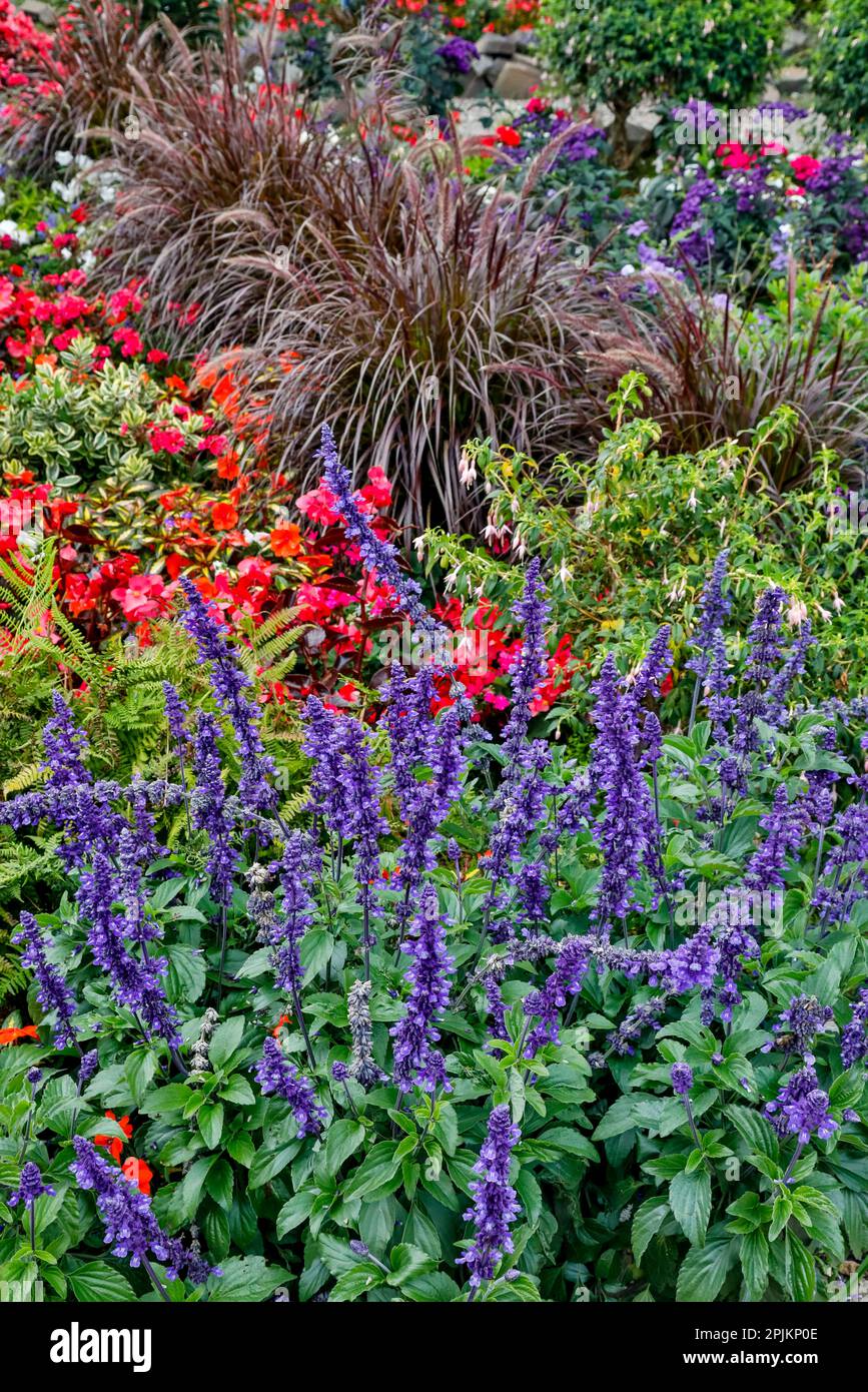 USA, Oregon. Cannon Beach Garden and path with Blue Salvia and reddish ...