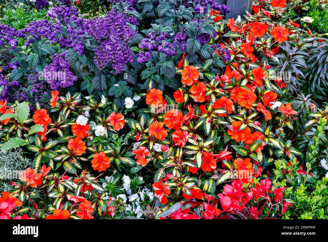 USA, Oregon. Cannon Beach Garden with orange New Guinea impatiens ...