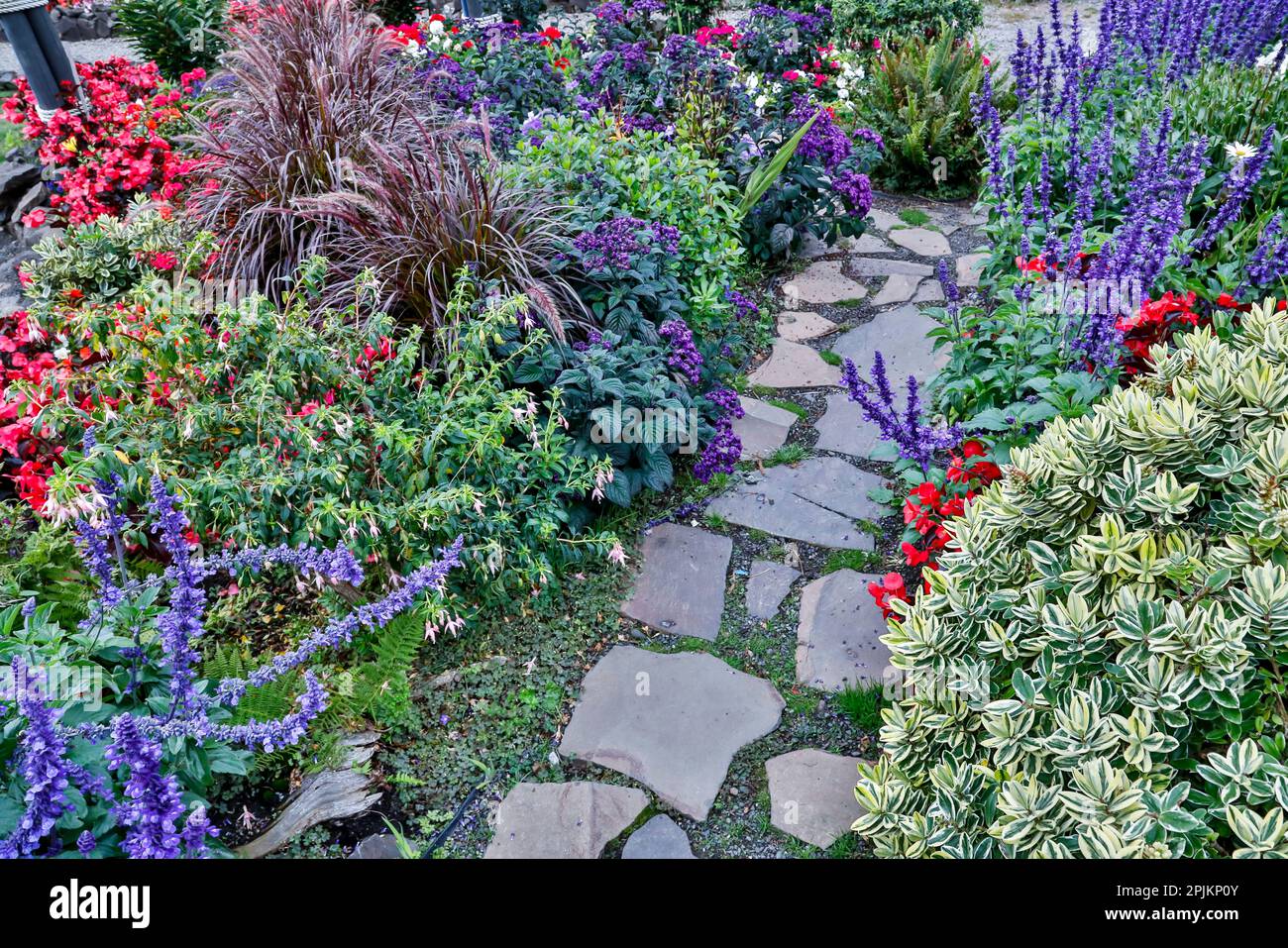 USA, Oregon. Cannon Beach Garden and path with Blue Salvia and reddish ...