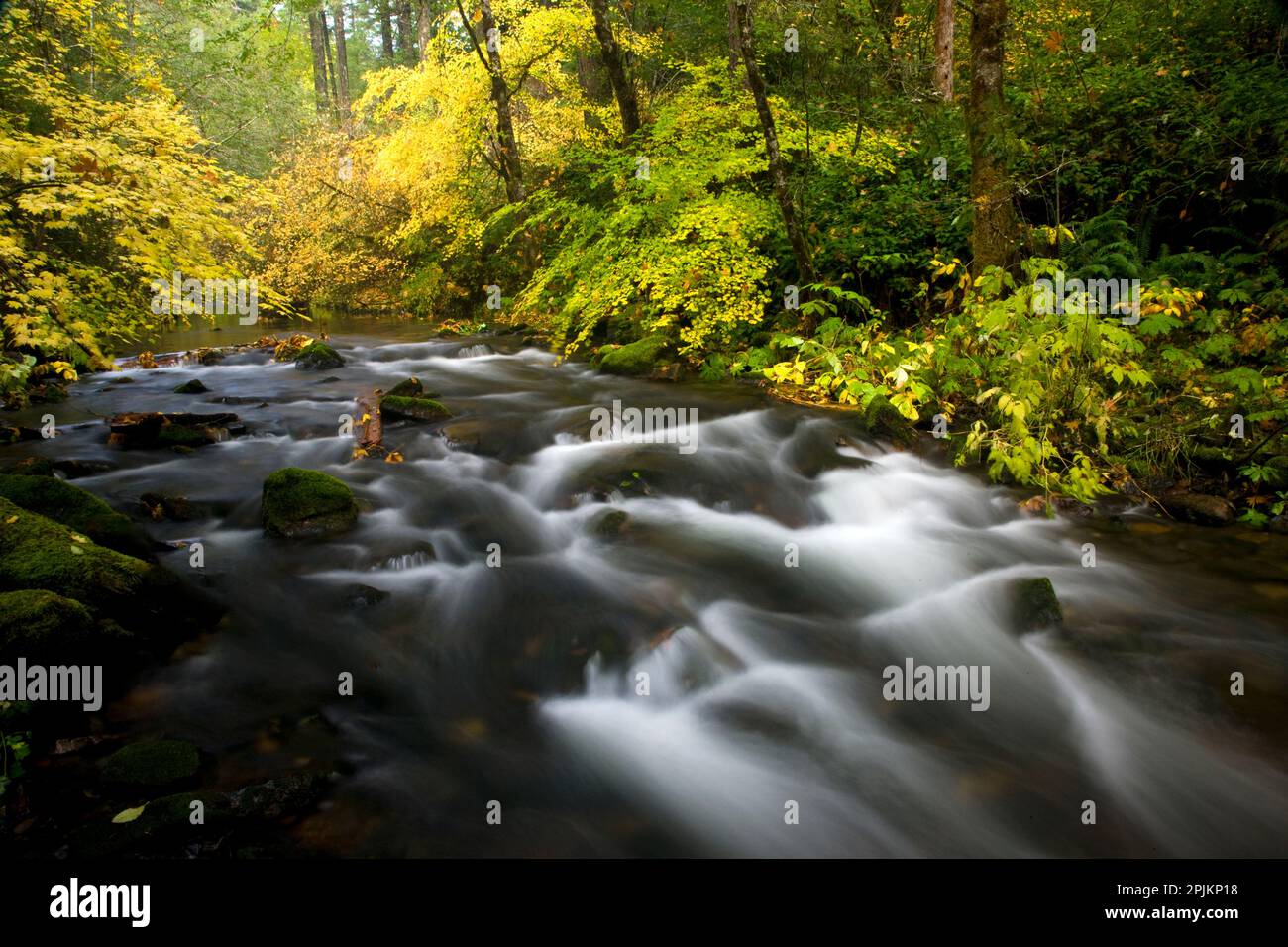 USA, Oregon, Silver Fall State Park fall colors along South Fork Silver ...