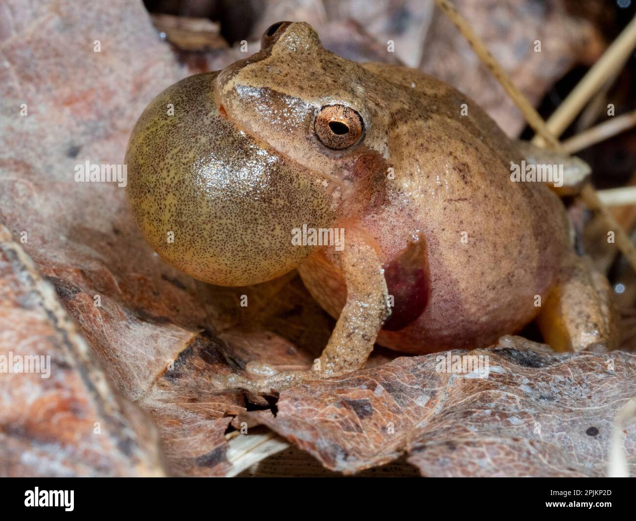 Spring peeper calling, Pennsylvania, USA Stock Photo - Alamy