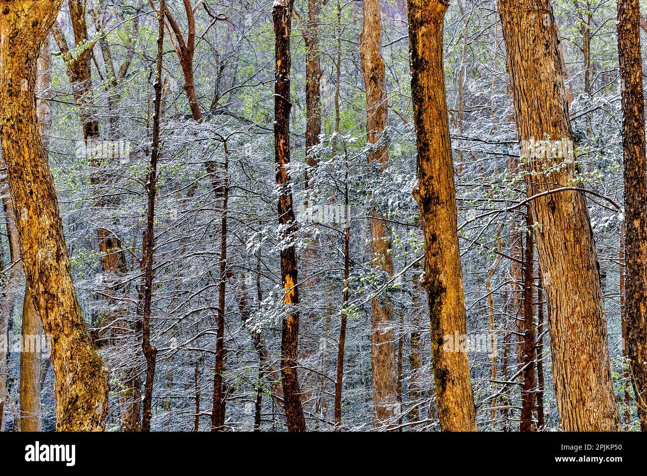 USA, Tennessee. Great Smoky Mountains National Park with late ...