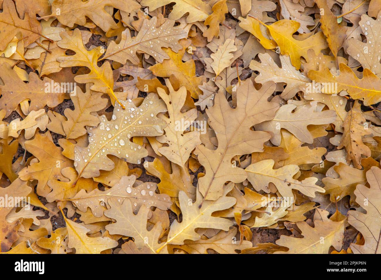 USA, Utah, Calf Creek Recreation Area. Dew on fallen oak leaves Stock Photo - Alamy