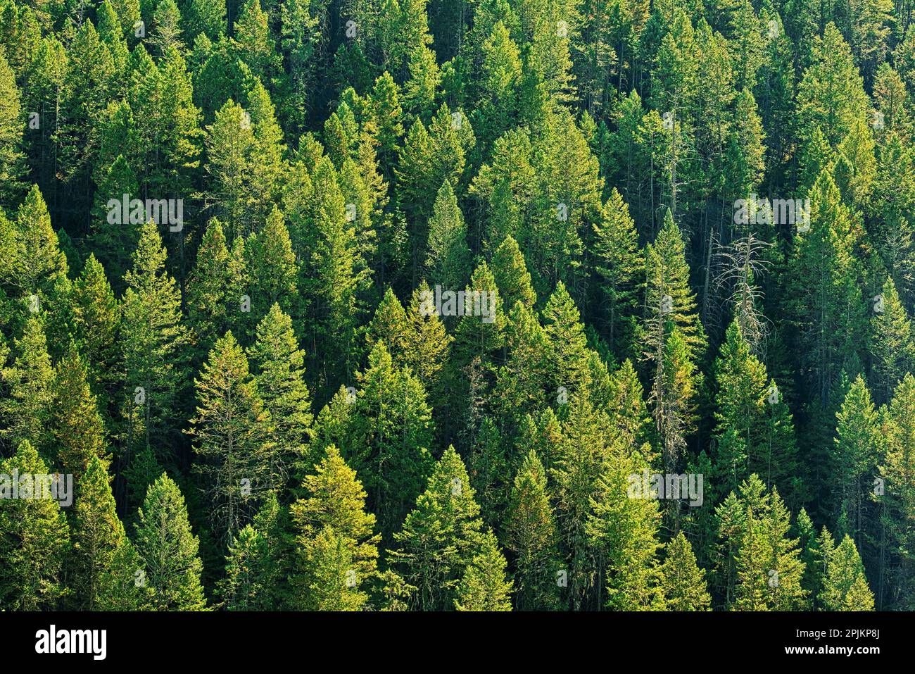 Canada, British Columbia. Conifer forest in Sinclair Canyon Stock Photo ...