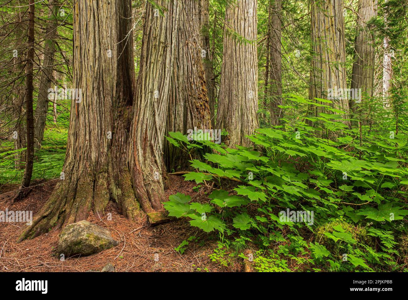 Canada, British Columbia, Mount Robson Provincial Park. Kenny Lake ...