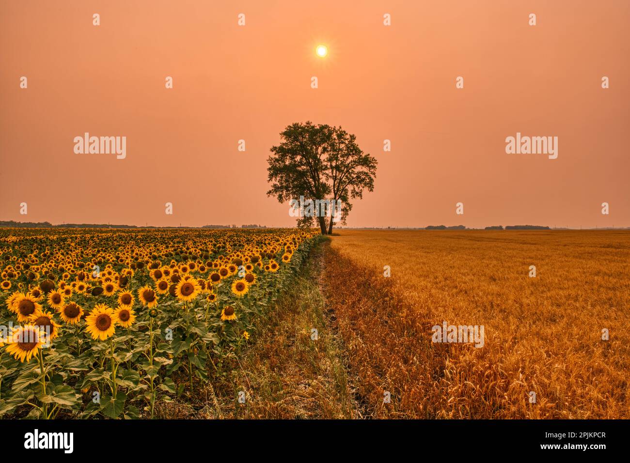 Canada, Manitoba, Dugald. Field of sunflowers and cottonwood tree at ...