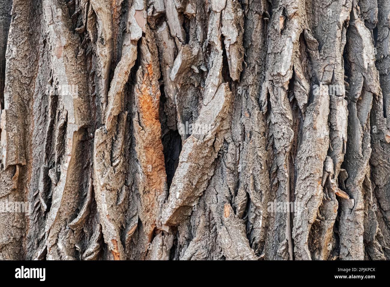 Canada, Manitoba, Winnipeg. Close-up of cottonwood tree bark Stock ...