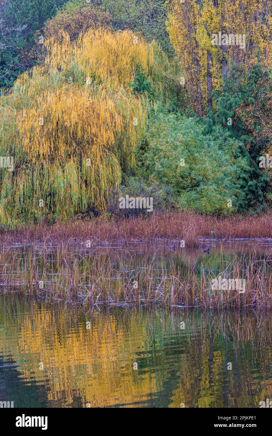 Saltwater marsh hi-res stock photography and images - Alamy