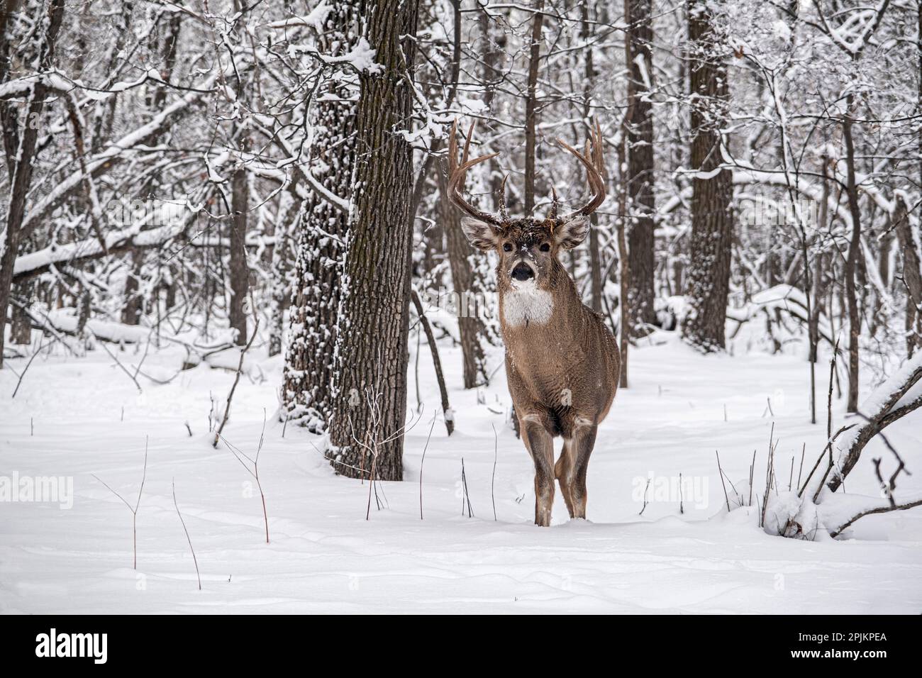Canada, Manitoba, Winnipeg. White-tailed deer buck in Seine River ...
