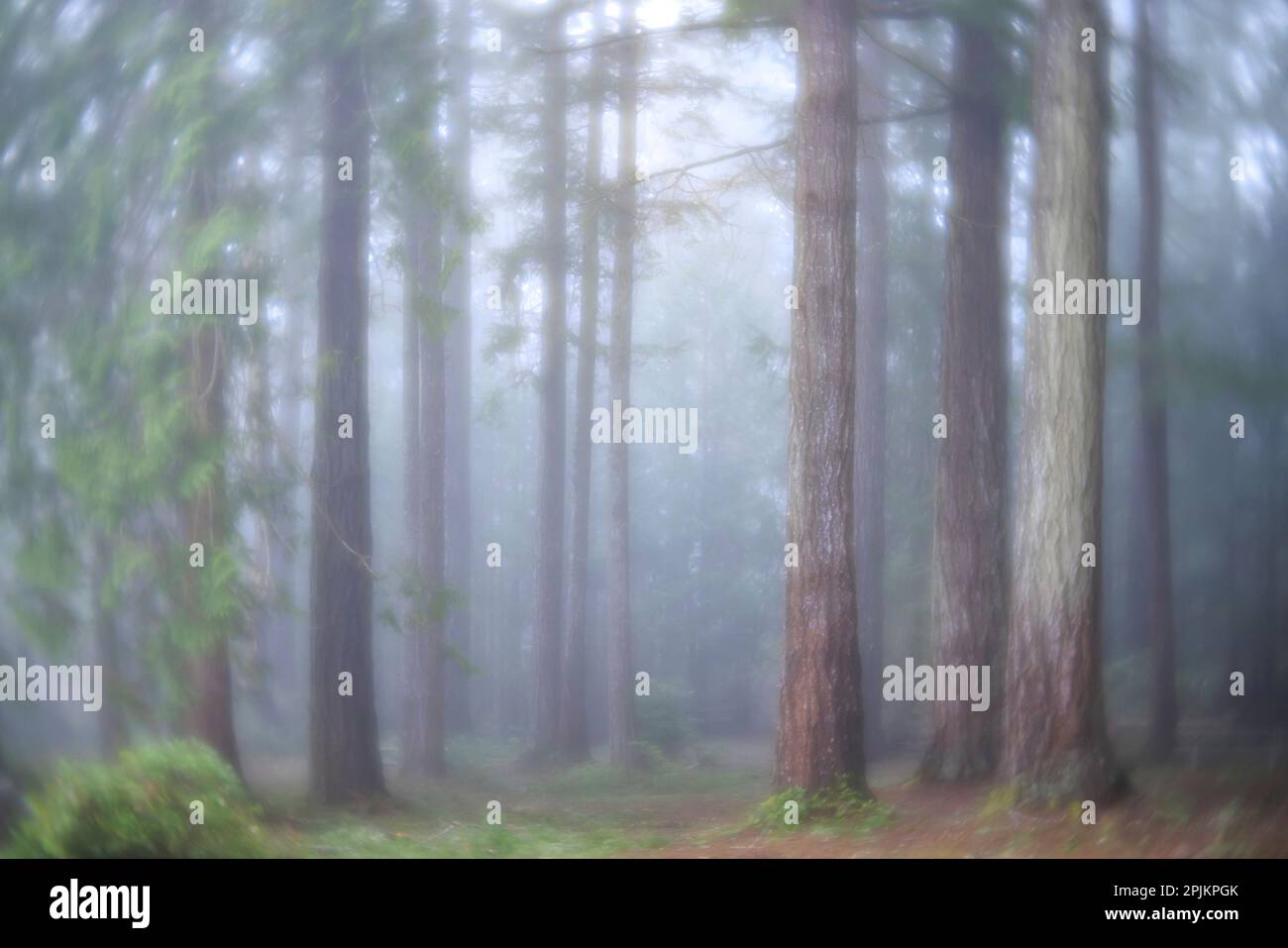 Douglas state forest hi-res stock photography and images - Alamy