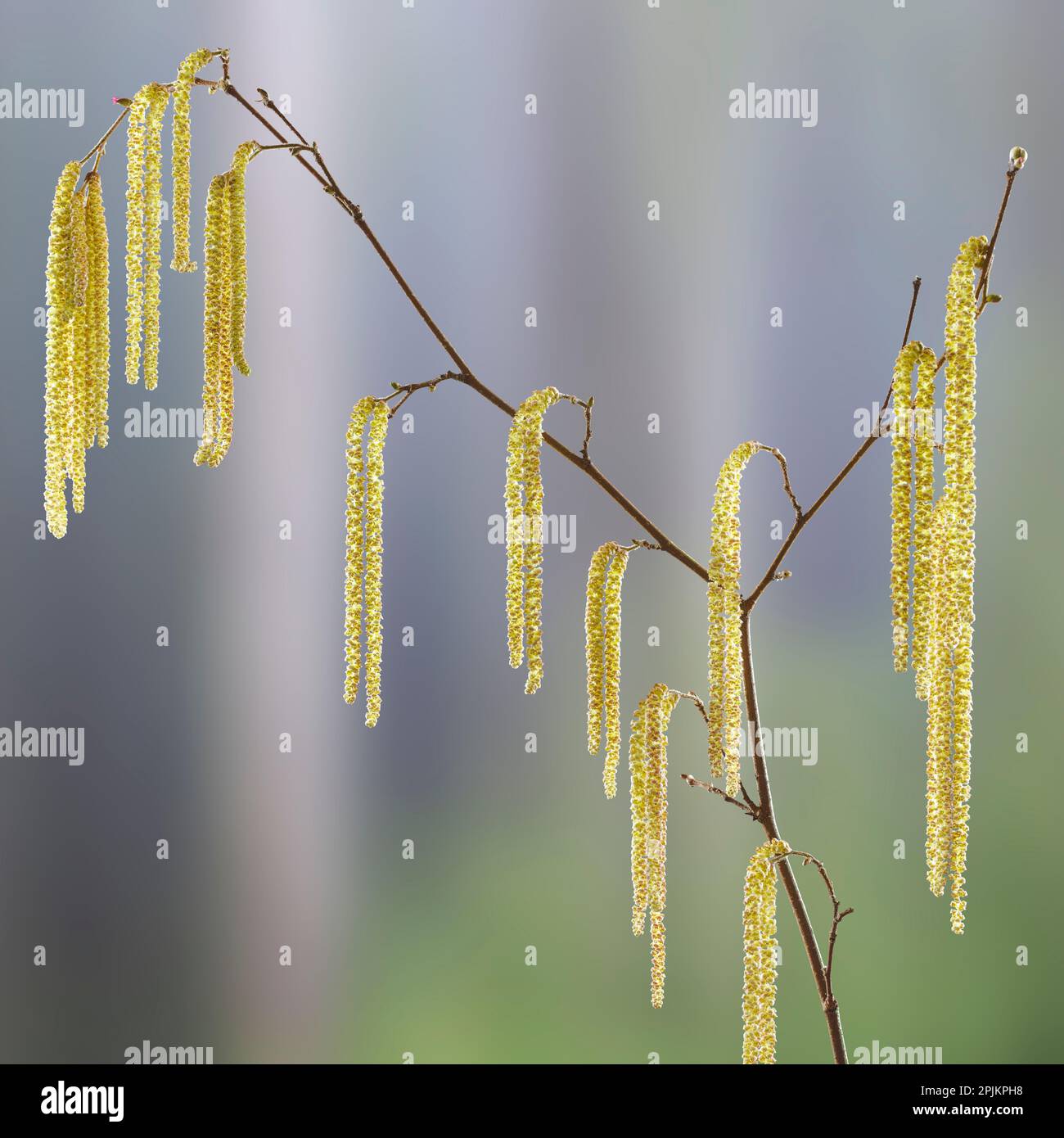 USA, Washington State, Seabeck. Pollen-producing male parts of beaked ...