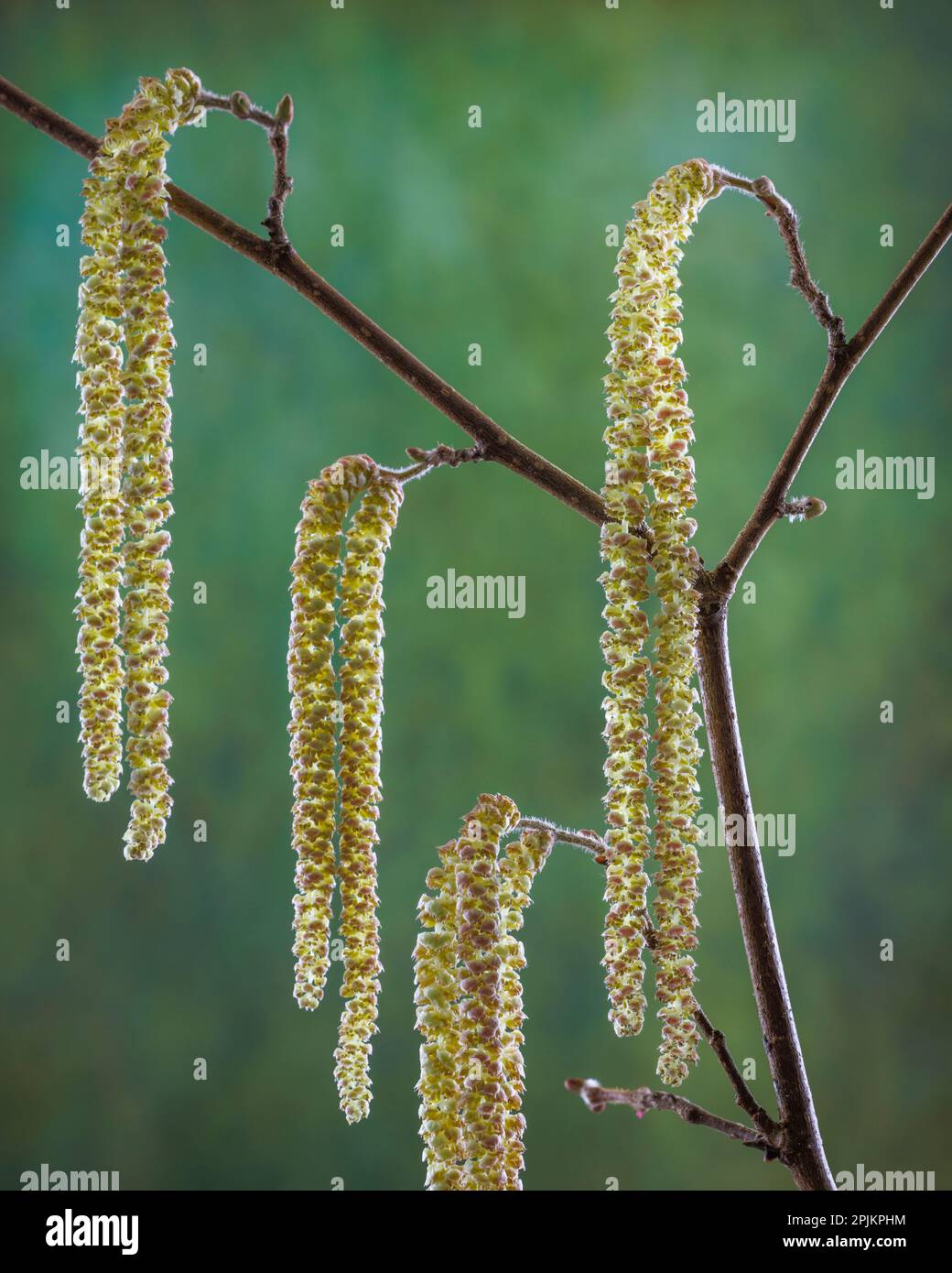 USA, Washington State, Seabeck. Pollen-producing male parts of beaked ...