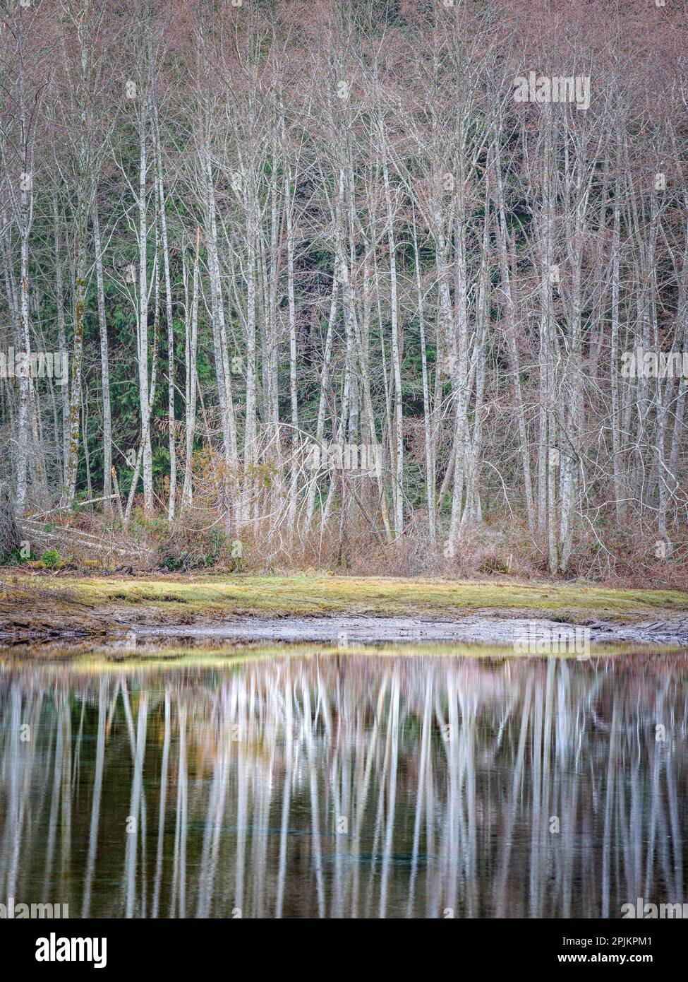 Alder gallery hi-res stock photography and images - Alamy