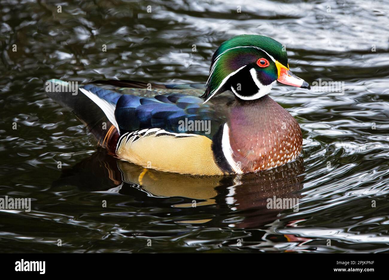 USA, Washington State, Sammamish. Yellow Lake with male drake wood duck ...