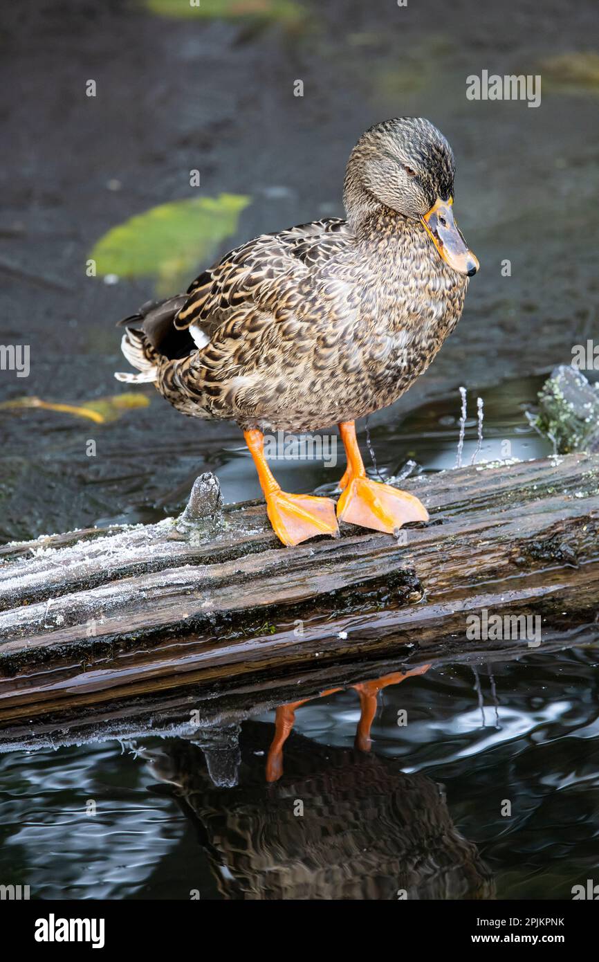 USA, Washington State, Sammamish. Yellow Lake with Female Mallard duck ...