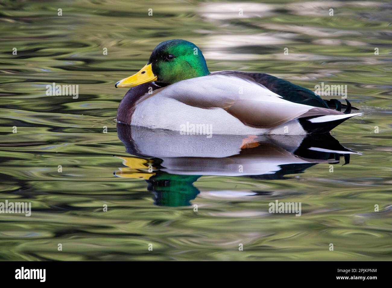 USA, Washington State, Sammamish. Yellow Lake with male drake mallard ...