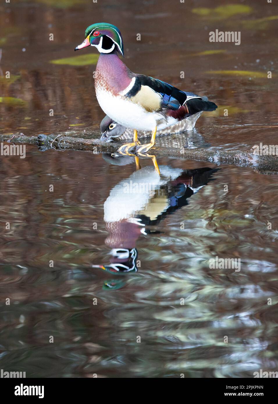 USA, Washington State, Sammamish. Yellow Lake with male drake wood duck ...