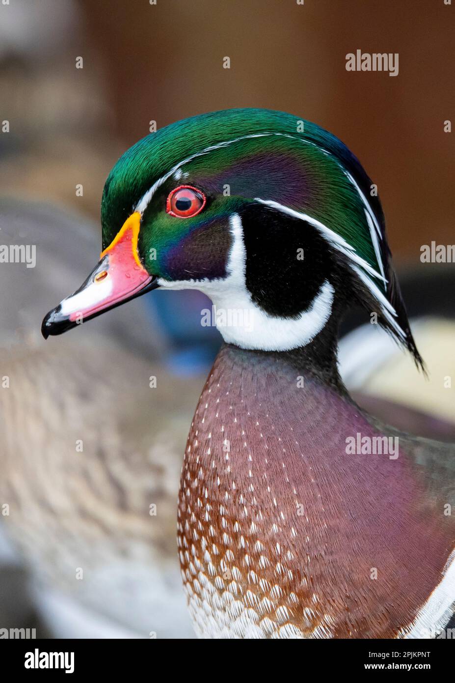 USA, Washington State, Sammamish. Yellow Lake with male drake wood duck ...