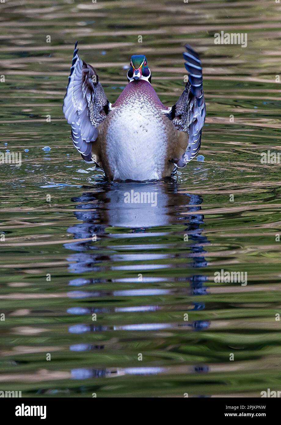 USA, Washington State, Sammamish. Yellow Lake and wood duck Stretching ...